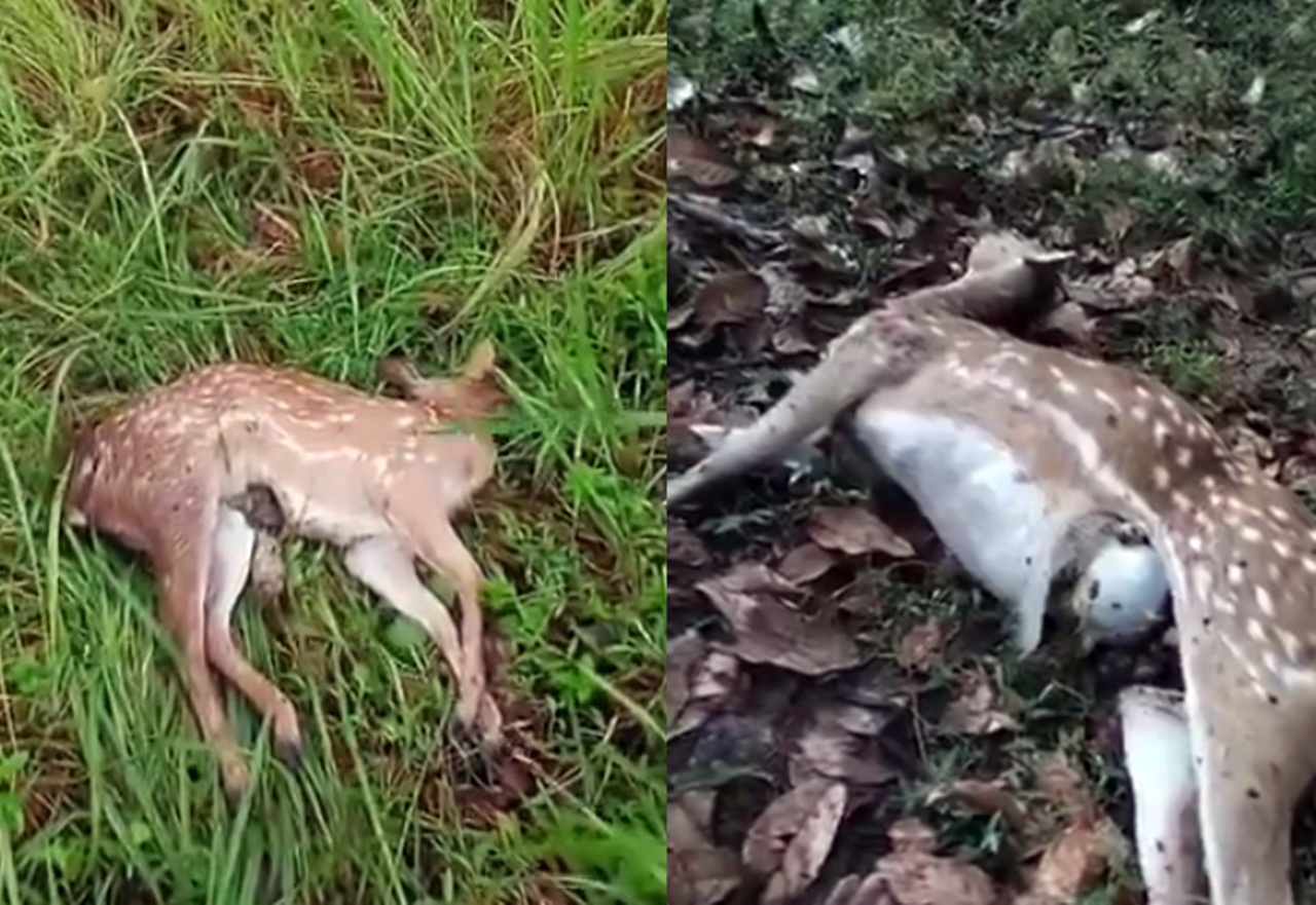 Susi Pudjiastuti Curhat: Rusa Peliharaannya Mati Diserang Anjing Rabies ...